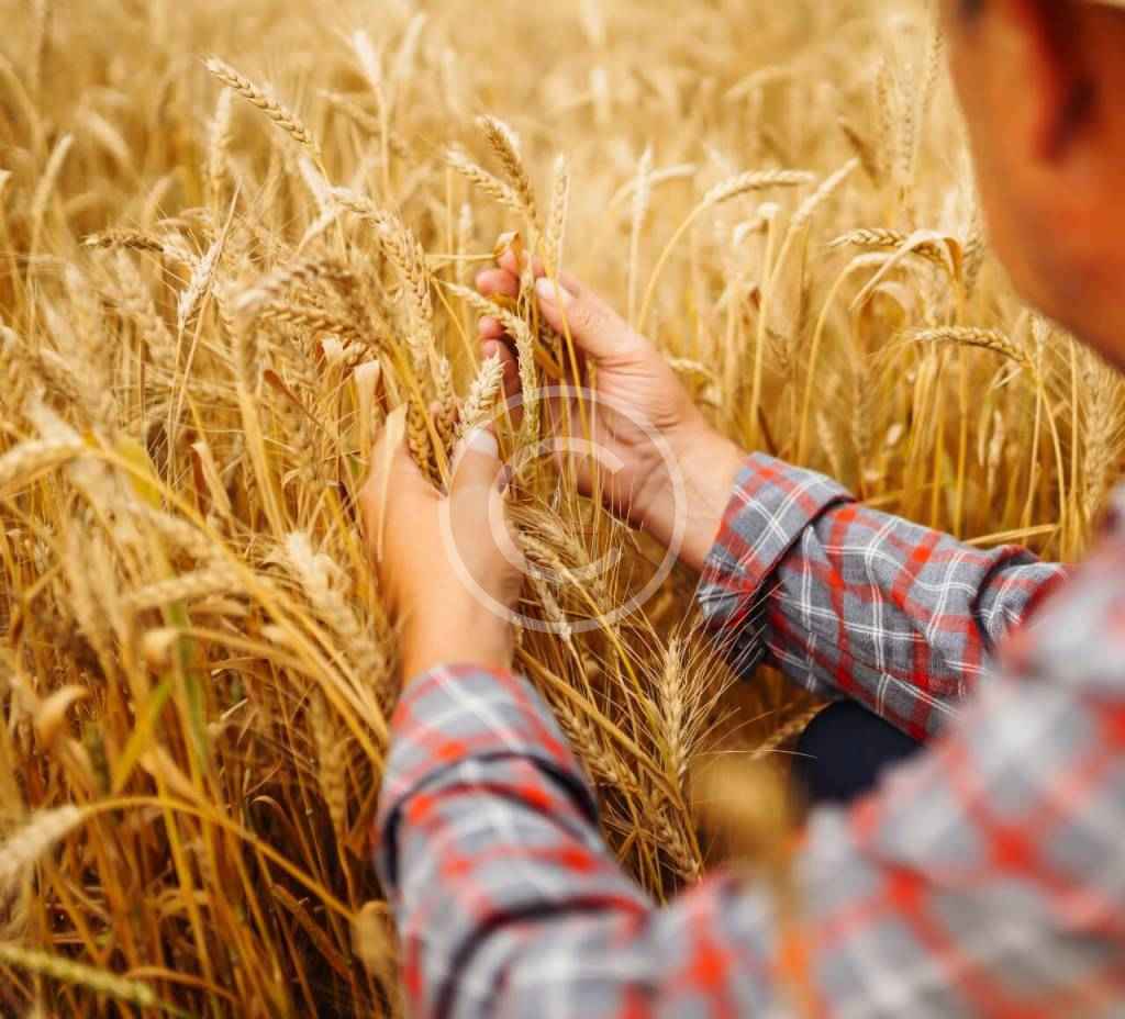 Fresh corn – Berry Oasis