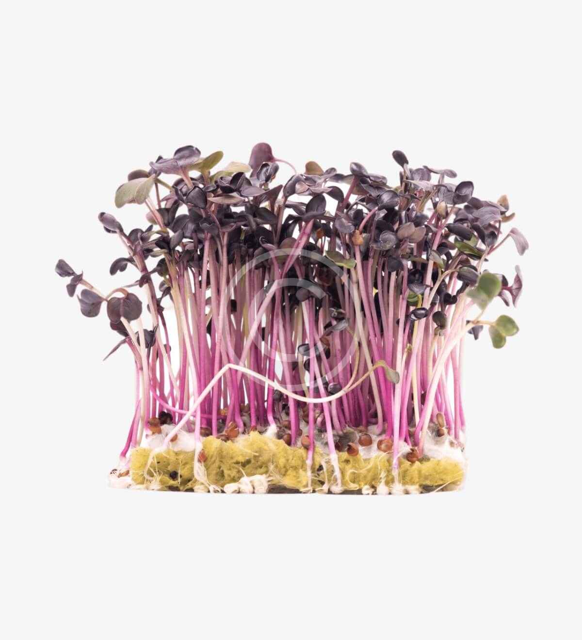 Purple radish sprouts – Berry Oasis